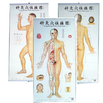 针灸穴位挂图（真人版）正侧背三张一套赠解说册和挂杆中英文对照针灸挂图