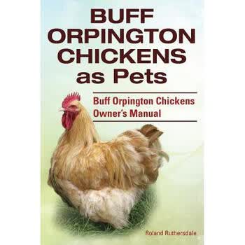 Buff Orpington Chickens as Pets. Buff Orping...