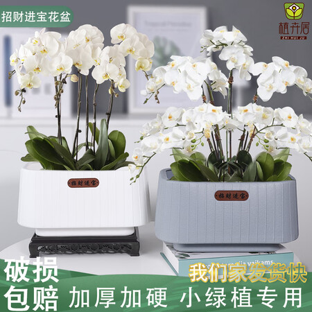 ZHI HUI JU北欧风花盆家用室内蝴蝶兰多肉专用盆加厚盆栽绿植长方形塑料花盆 悦方-1723白【28.5*19.5】配底座 两套【图片 价格 品牌 报价】-京东