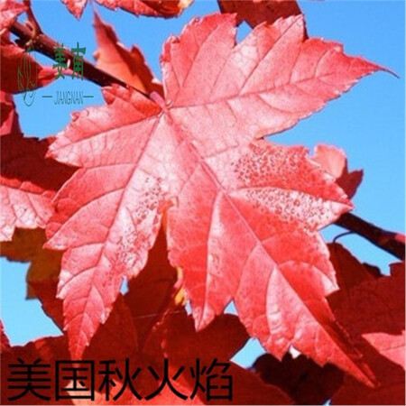 Red Maples Maps Grafted 30-50cm High, American Nepal | Ubuy