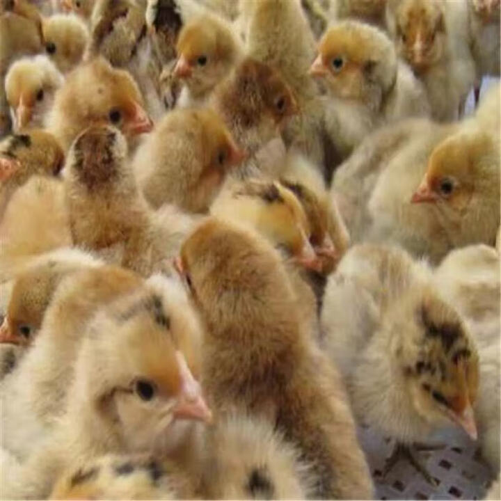 （30只起发）鸡苗 小鸡苗 三黄土鸡 九斤黄 小鸡活苗 土鸡 小鸡仔 麻鸡90只+10只路损（发货100只）【图片 价格 品牌 报价】-京东