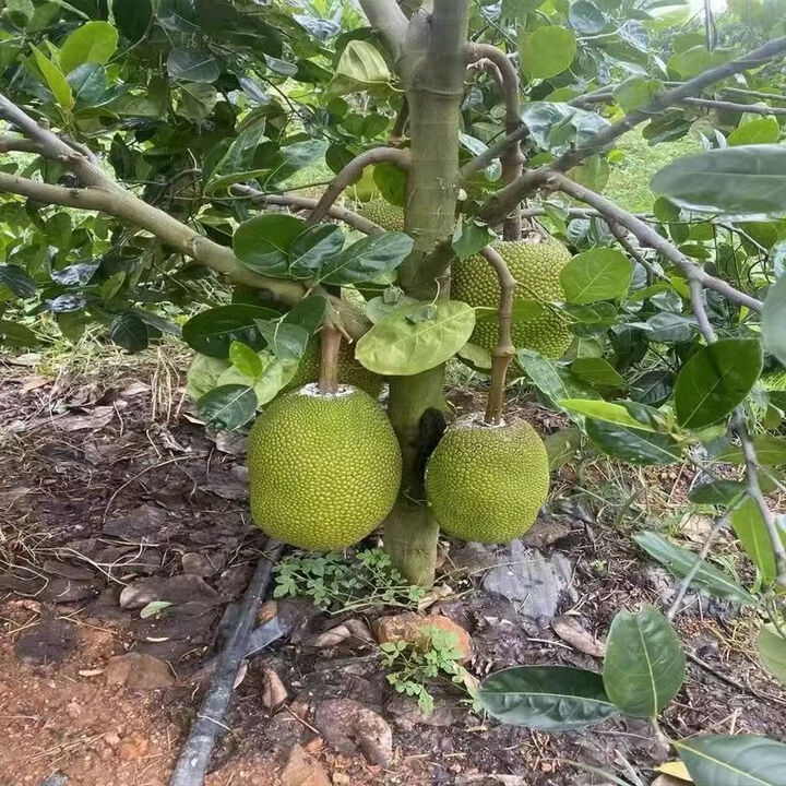溥畔木菠萝苗 嫁接泰国红肉 菠萝蜜印尼红长孟尖榴莲蜜树房前屋 本地菠萝嫁接10年苗 原杯带土带【图片 价格 品牌 报价】-京东