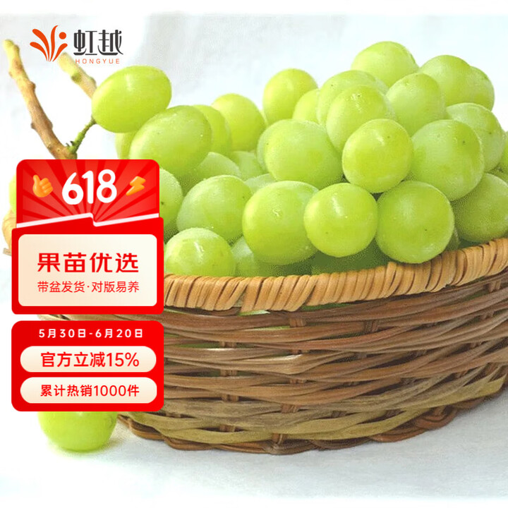 虹越（HONGYUE）葡萄树苗盆栽苗花园庭院露台爬藤水果苗多年生易养果树苗 【大苗推荐】“阳光玫瑰”6L带盆栽好【图片 价格 品牌 报价】-京东