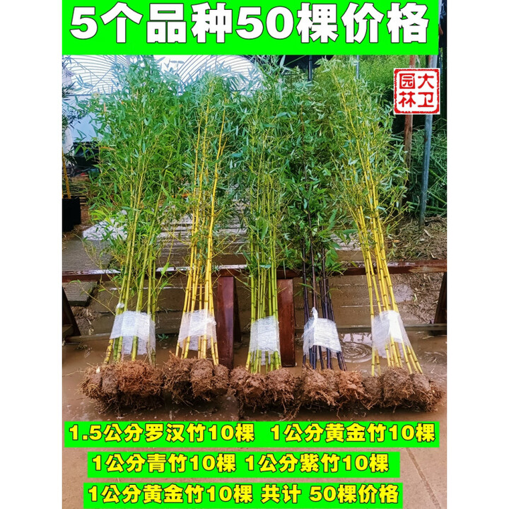 久优佳佳庭院绿化竹子苗围墙绿篱遮挡植物绿竹青竹庭院竹紫竹金竹罗汉竹苗 【5个品种混栽】：50棵_2.2米-2.5米 不含盆【图片 价格 品牌 ...