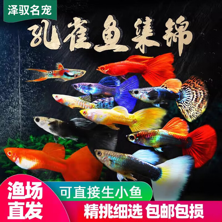 泽驭名宠（ZEYU MINGCHONG）观赏鱼孔雀鱼小型淡水好养热带鱼活体清道夫斑马金鱼小鱼鱼苗 随机孔雀鱼随机孔雀40只【图片 价格 品牌 ...