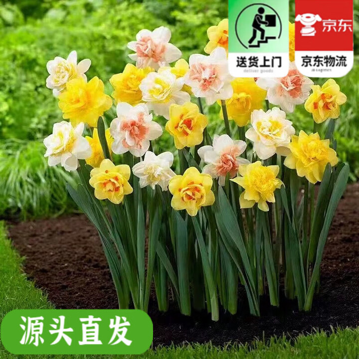 水仙花种球种子水养花卉球根大球室内外冬季水培植物盆栽 【重瓣混色】大球水仙5球【图片 价格 品牌 报价】-京东