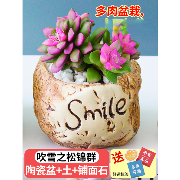 苏墨的墨多肉植物室内小盆栽办公室内桌面仙人球幼儿园花卉绿植仙人掌礼物 吹雪之松锦+H4瓷盆【图片 价格 品牌 报价】-京东