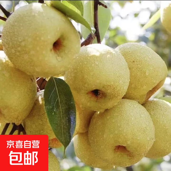正宗砀山酥梨新鲜多汁清甜口感细腻聆鲜 正宗砀山梨带箱2斤【图片 价格 品牌 报价】-京东