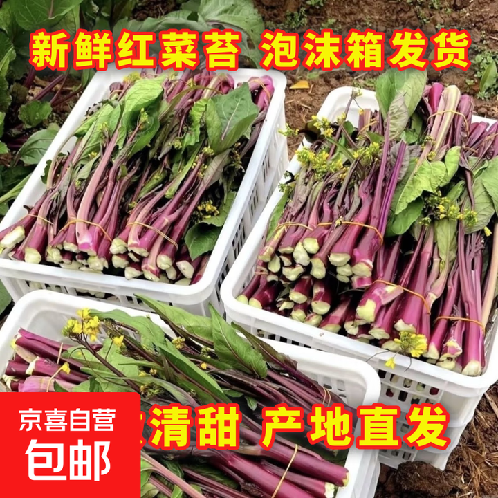 【霜打菜】农家露天红菜苔紫菜苔菜心农家自种现摘现发当季蔬菜 农家自种 泡沫箱发货 净重1斤【图片 价格 品牌 报价】-京东