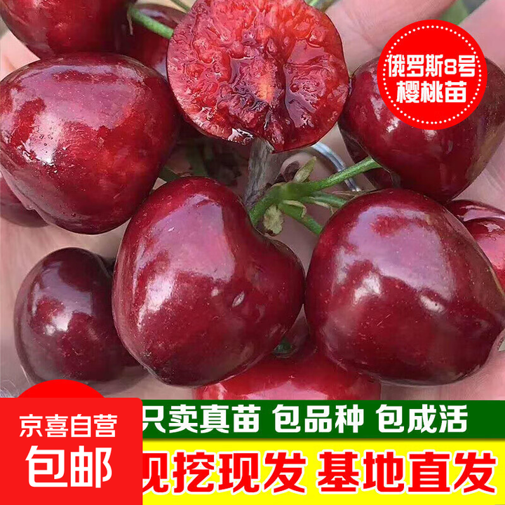 车厘子树苗盆栽地栽嫁接大樱桃树苗抗旱抗旱南北方种植 俄罗斯8号【北方种植】 6年苗1颗【当年结果】【图片 价格 品牌 报价】-京东